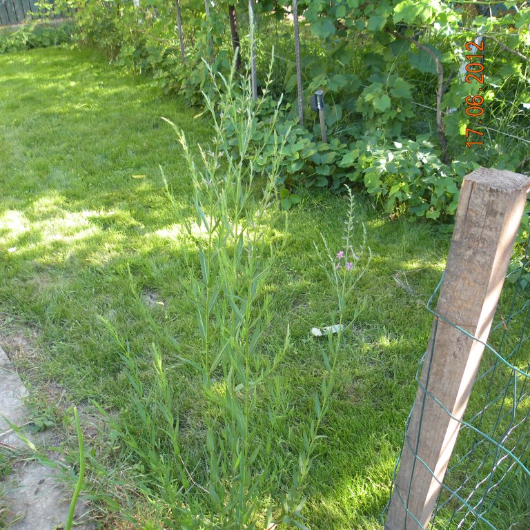 hand made: Flori si buruieni