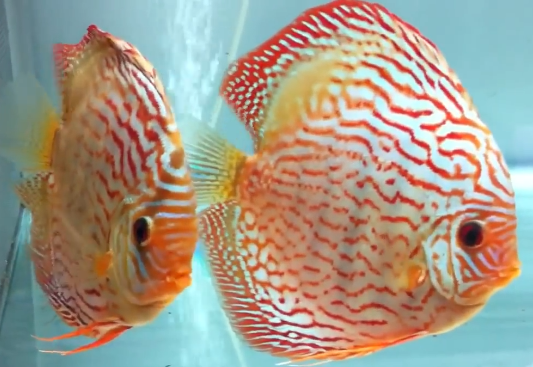 100 Discus Classification according to color and line | king fish