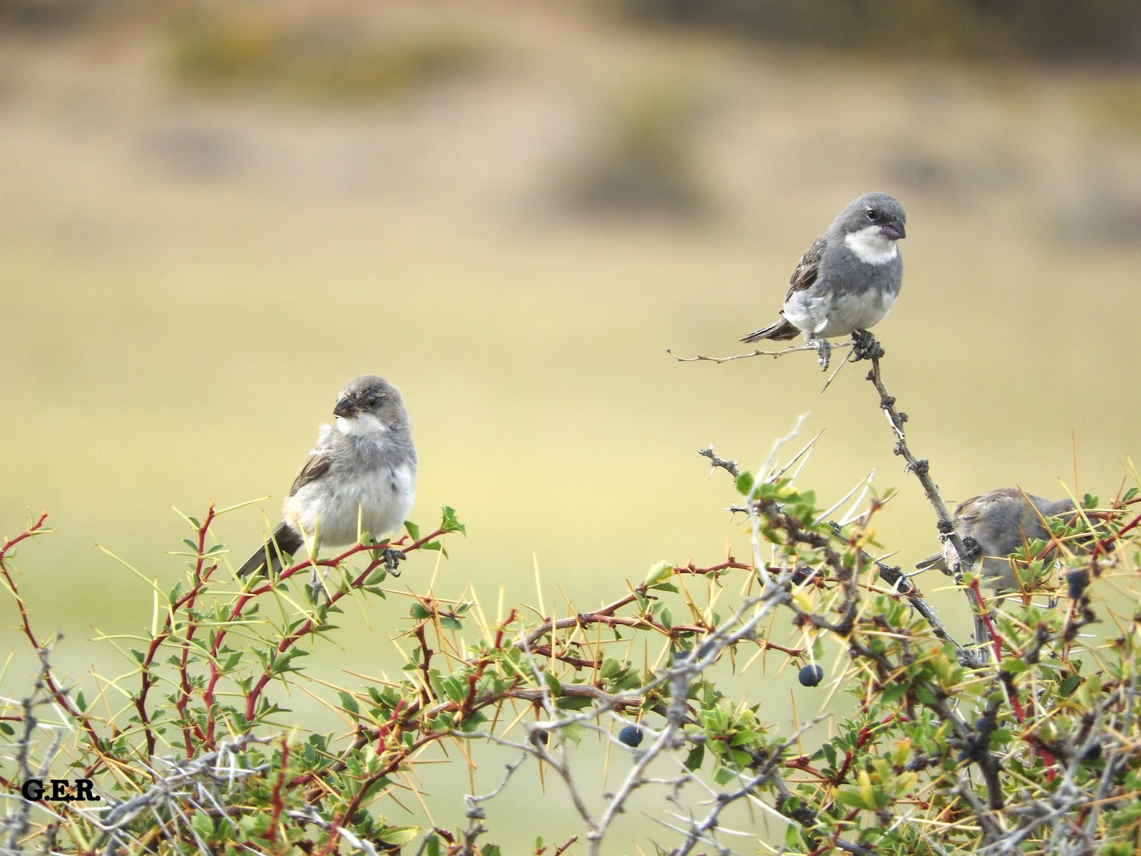 Aves del Golfo San Jorge: Diuca común (Diuca diuca)