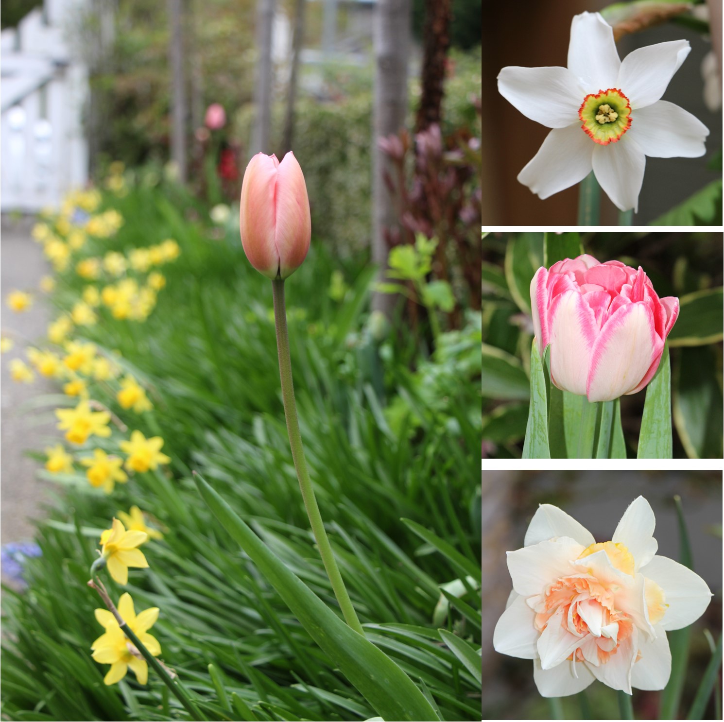 Spring 2020 in the garden...