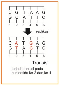 Mutasi, Sub Bab Pengertian dan Mutasi Gen - Biologi Edukasi: Belajar ...