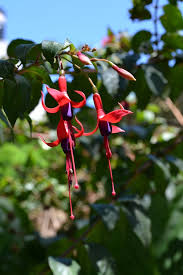 Fuchsia magellanica «aljaba» - Id Plantae