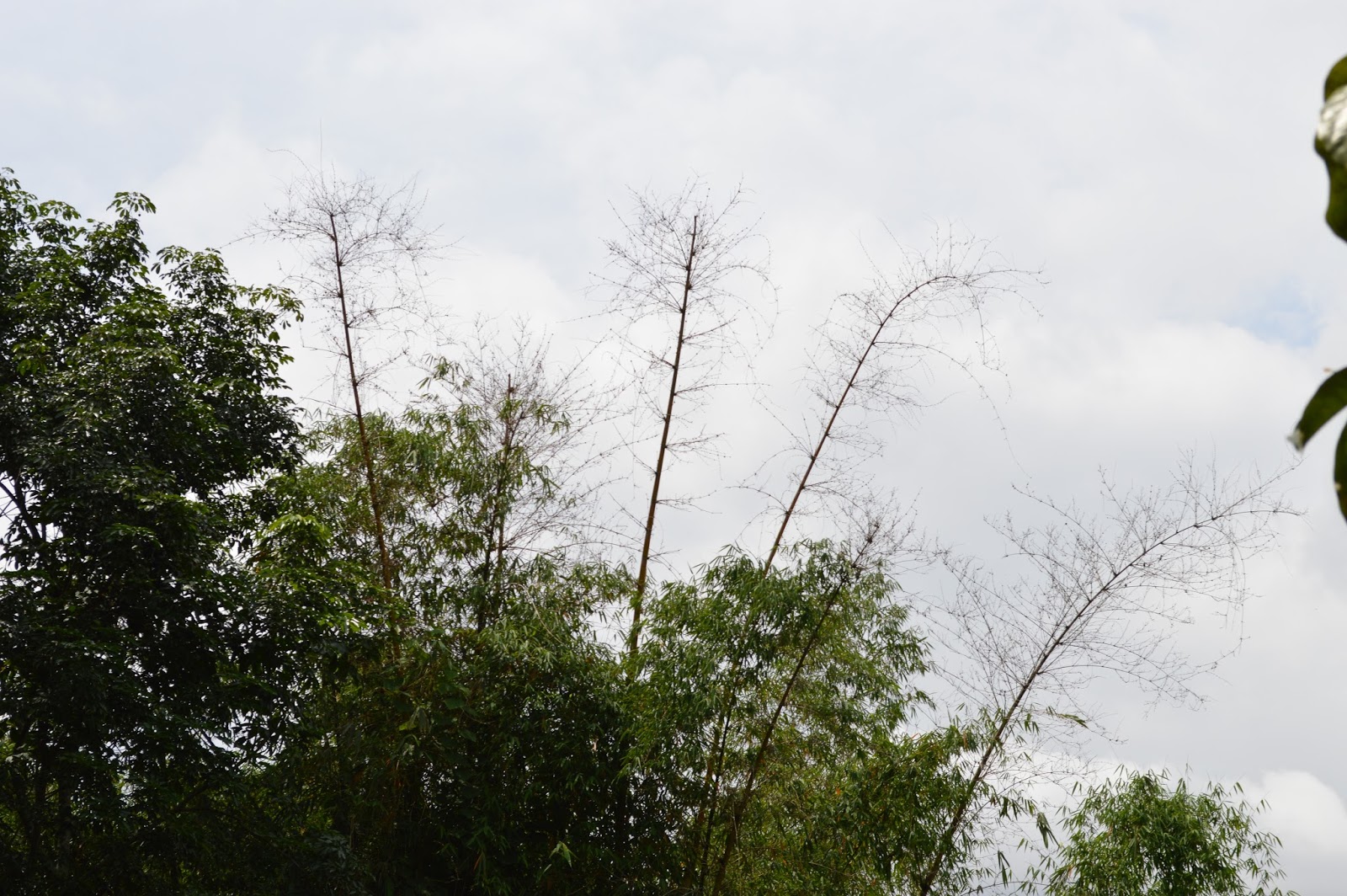 Bambu Indonesia: Bunga dan Buah Bambu