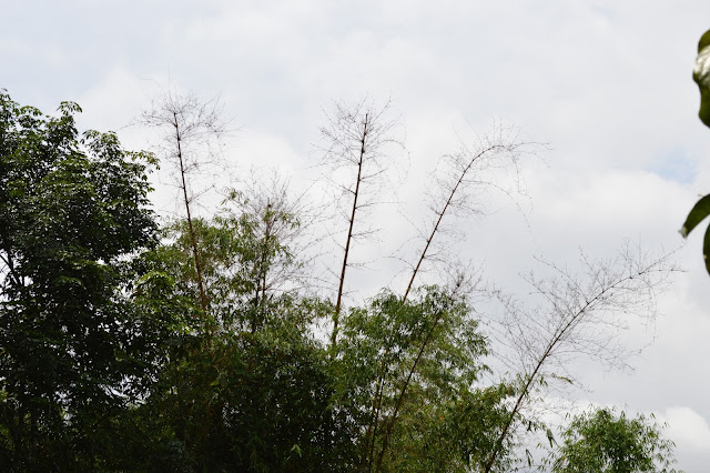 Bambu Indonesia: Bunga dan Buah Bambu