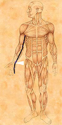 acuxo | Acupuncture Point Locations, Descriptions, and Actions: HE 7 ...