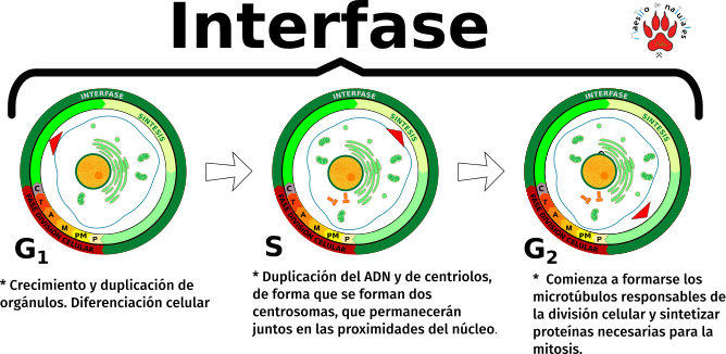 BIOLOGIA 2: Ciclo celular