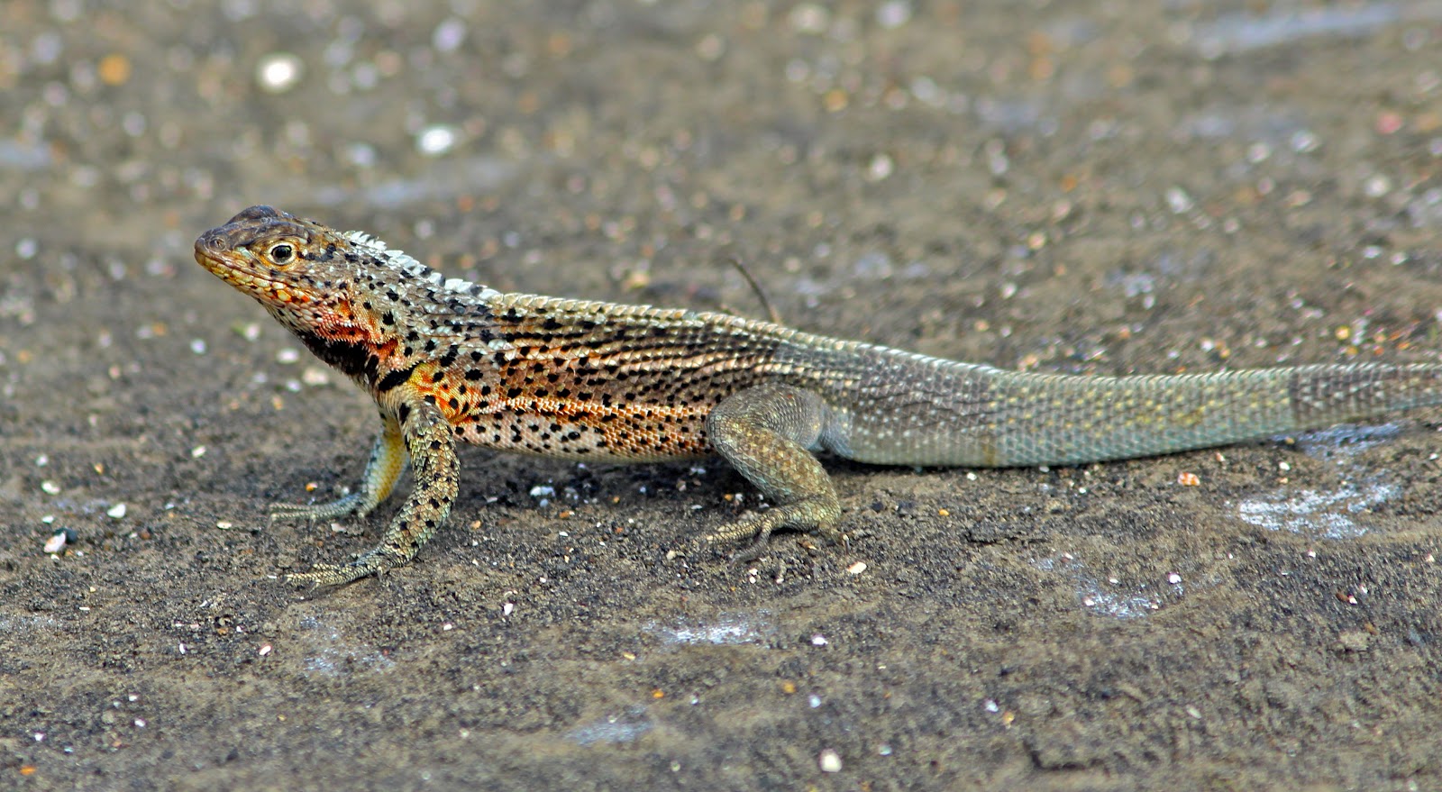Nature Photography: Galapagos Reptiles & Turtles