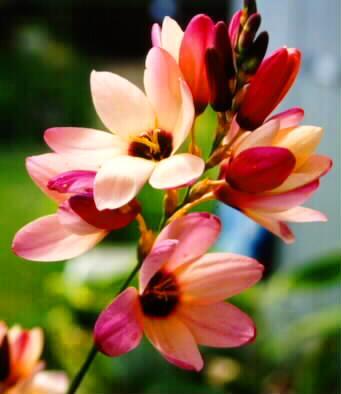 FLOWERS ENCYCLOPAEDIA: Ixia flower