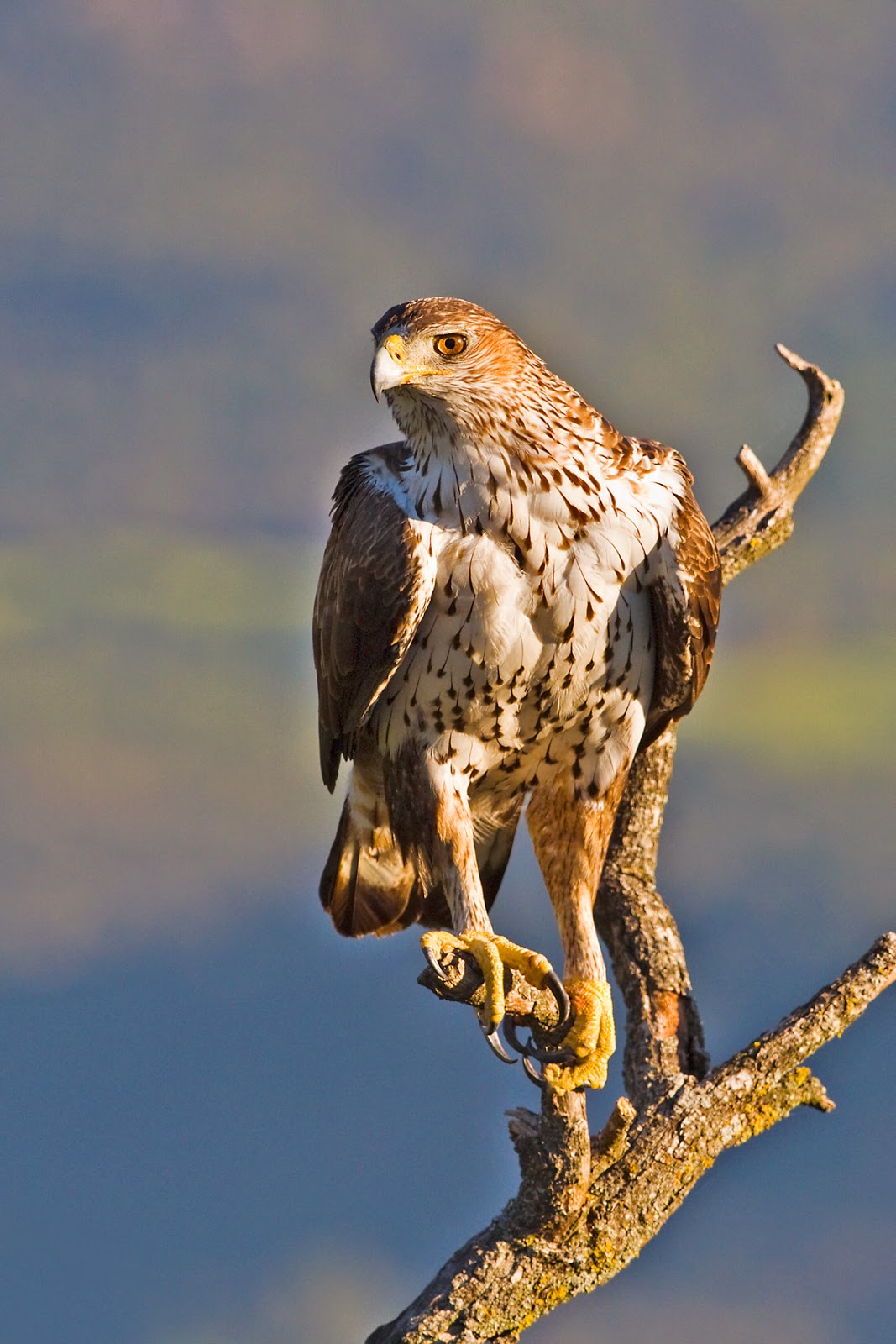 PETER'S PORTFOLIO..............Bird & Wildlife Photography: Bonelli's Eagle