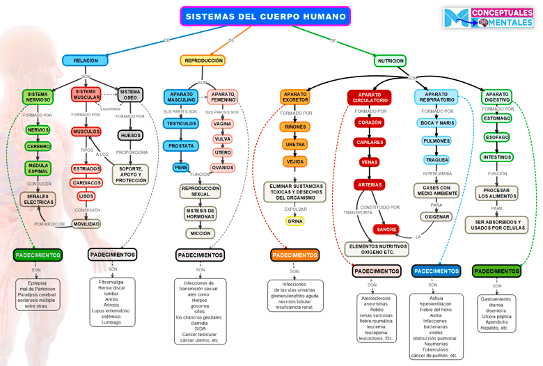 Mapa Conceptual del Cuerpo Humano con Todos sus Sistemas