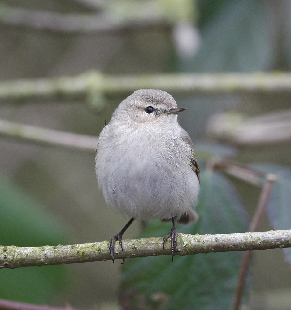 Rare & Scarce Birds In Britain