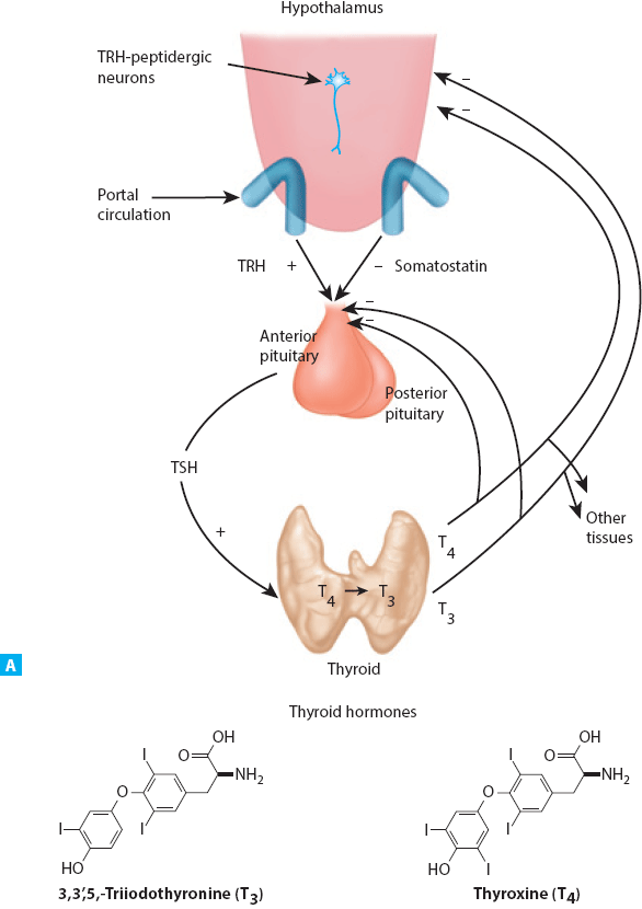 BioLogic: Thyroid hormone,Hyper and Hypo thyroidism and Change of mood