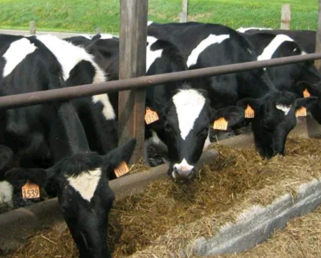 Peternakan Sapi Perah Di Punjab, Breeds – Cara Memulai - DWI PURWANTO