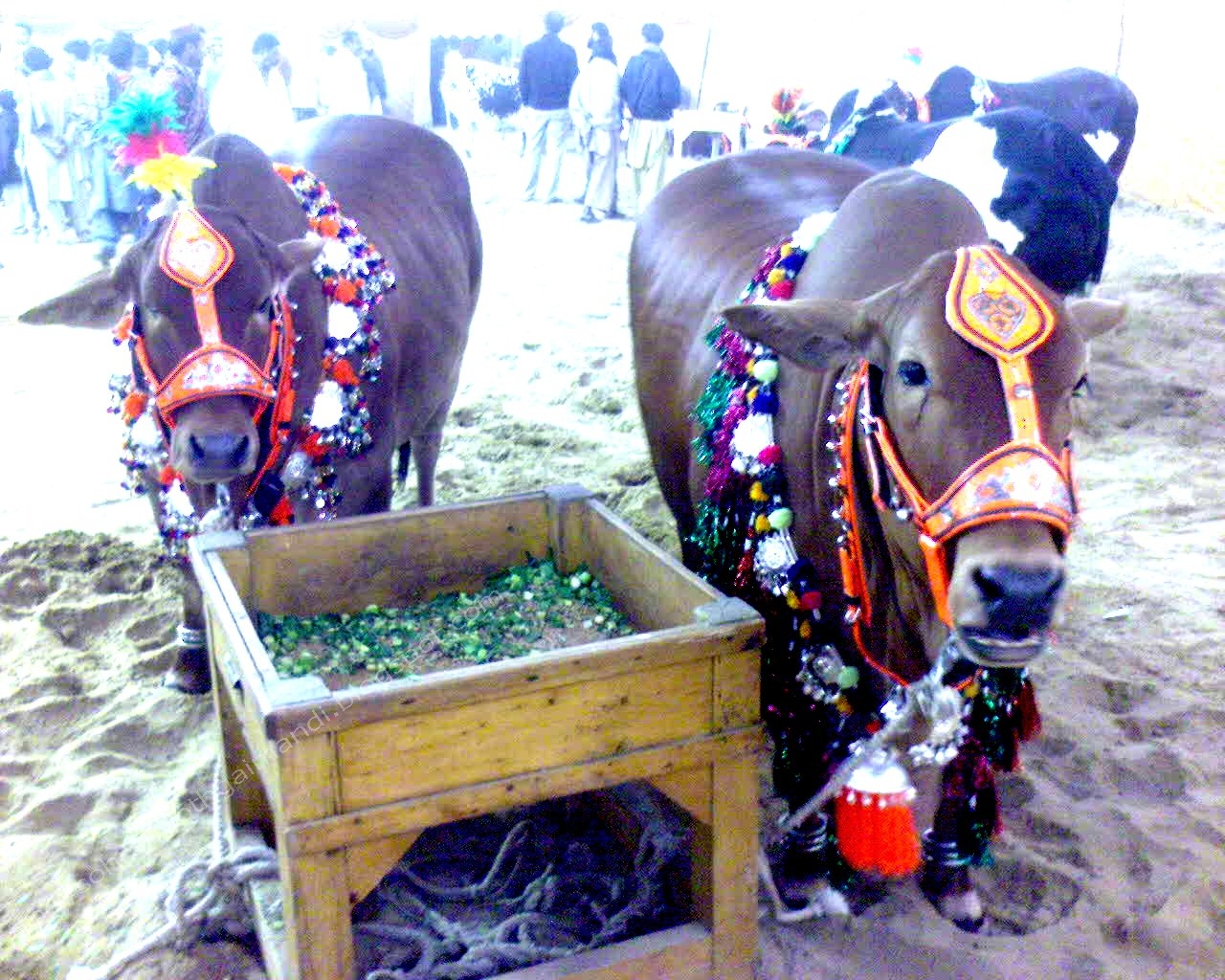 Sohrab Goth Gai Mandi Photos Gallery: Dilpasand Cattle Farm 2008