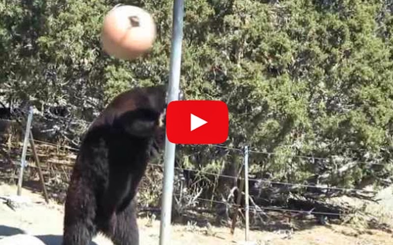 Bear playing tetherball - King Of The Playground - Pure Joy! - So Cute ...
