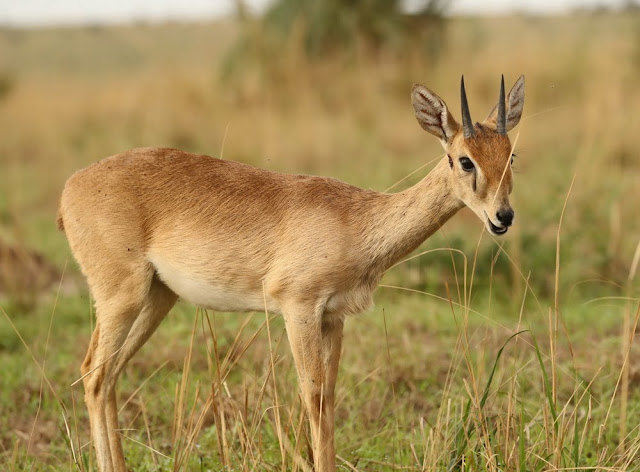 Oribi part 1 - st photorama