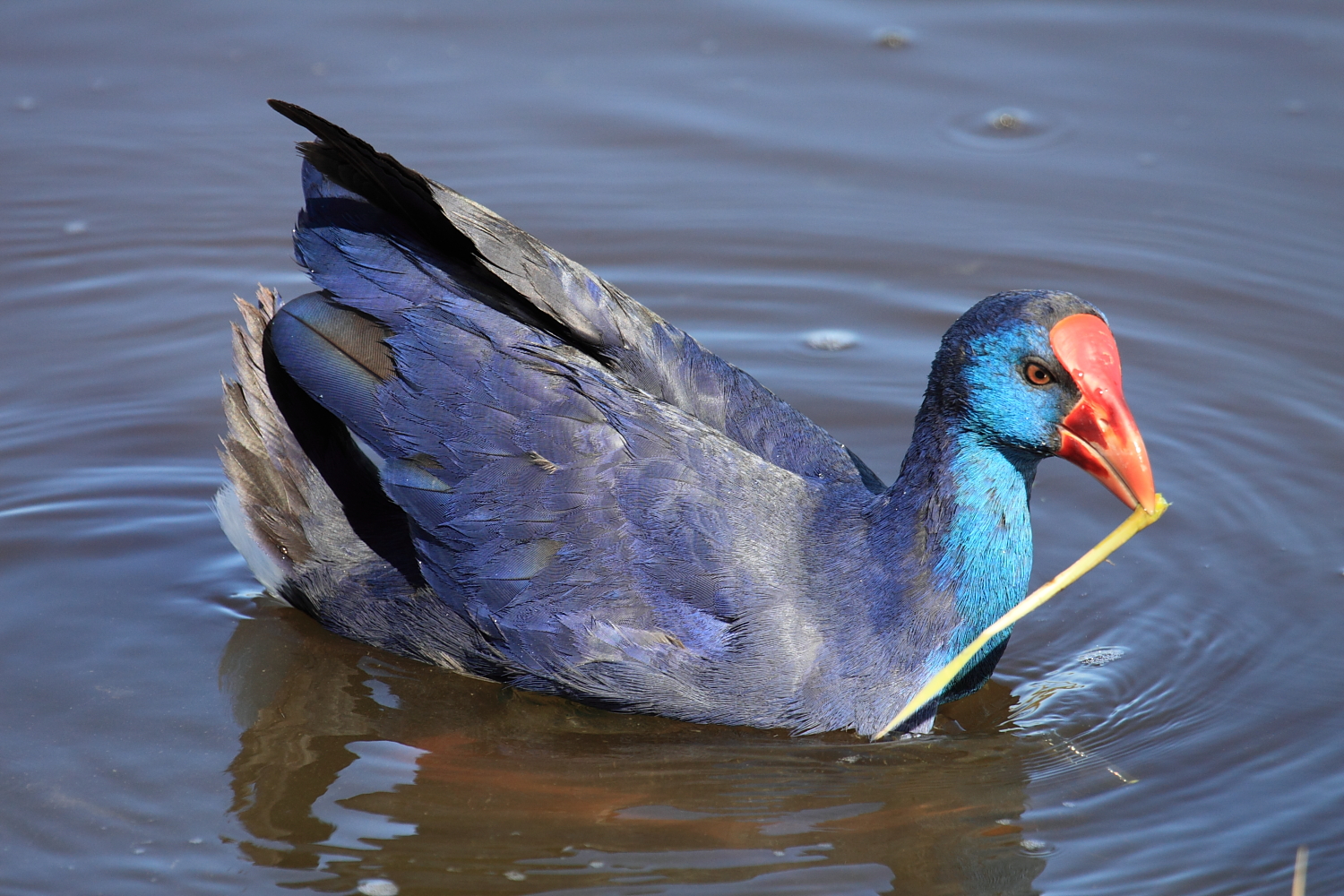 Senderísmo y Fotografía de Naturaleza: Aves de nuestras islas: El ...