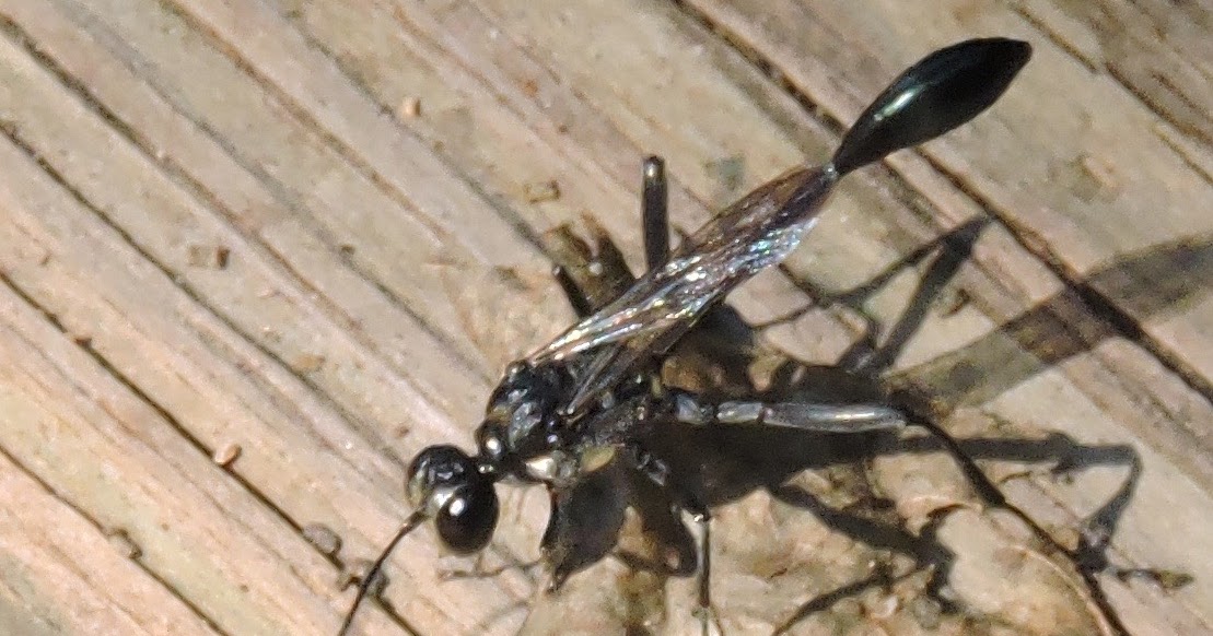 Springfield Plateau: Thread-waist Wasp