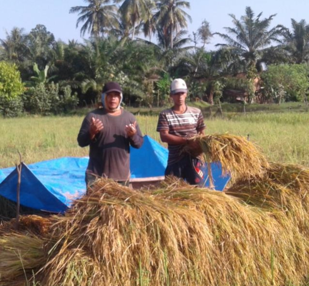 HASIL PERTANIAN DAN PERKEBUNAN DESA SENDANG ASRI LAMPUNG TENGAH