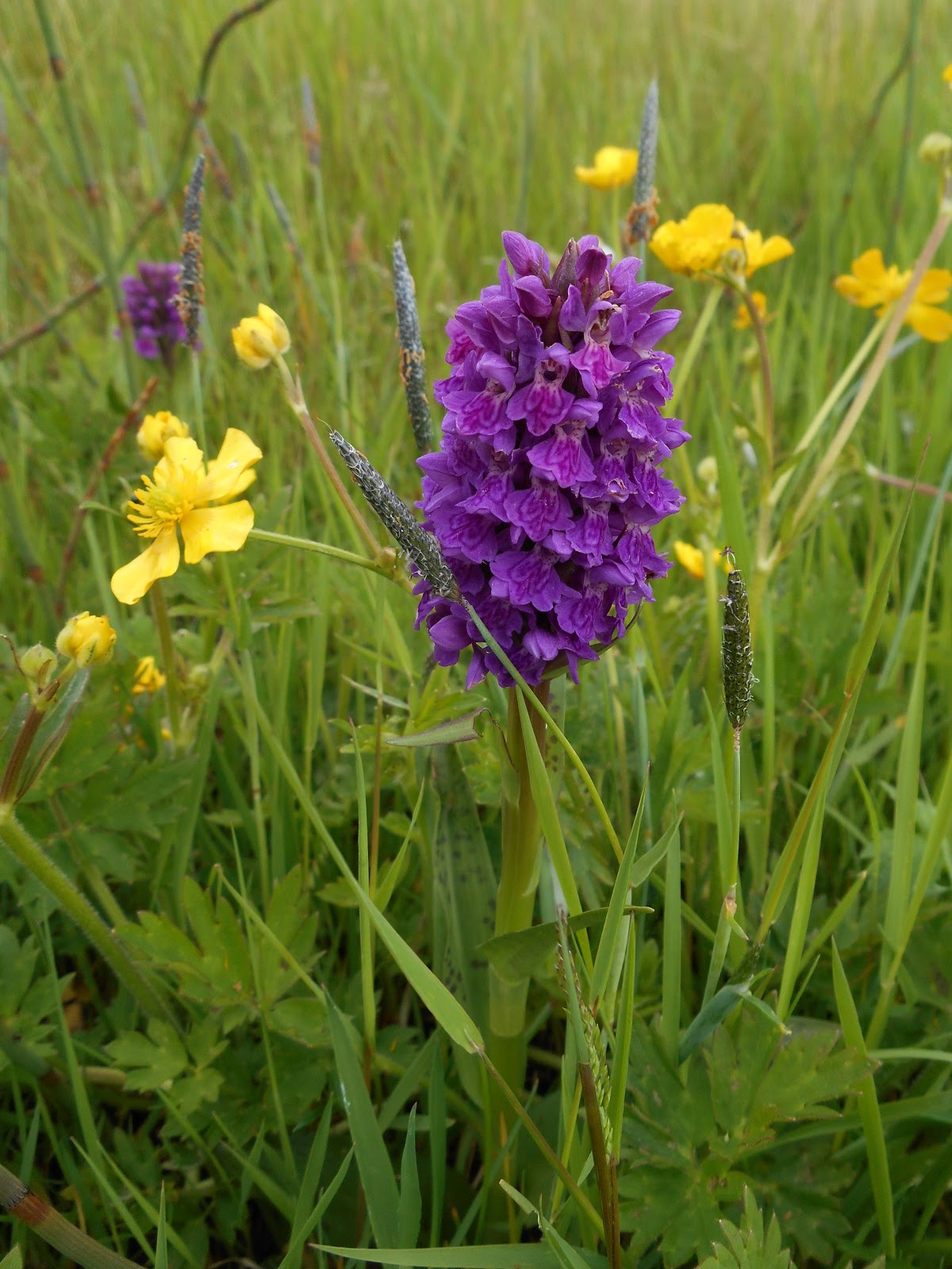 A lifetime of Islands: Island 198 - Whalsay, Shetland