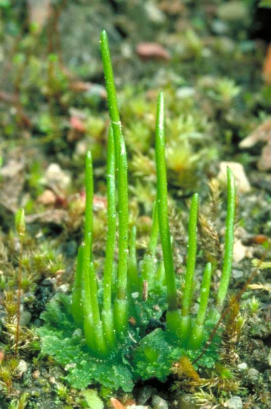 Exploring Anthoceros: A Remarkable Bryophyte with Unique Morphology and ...