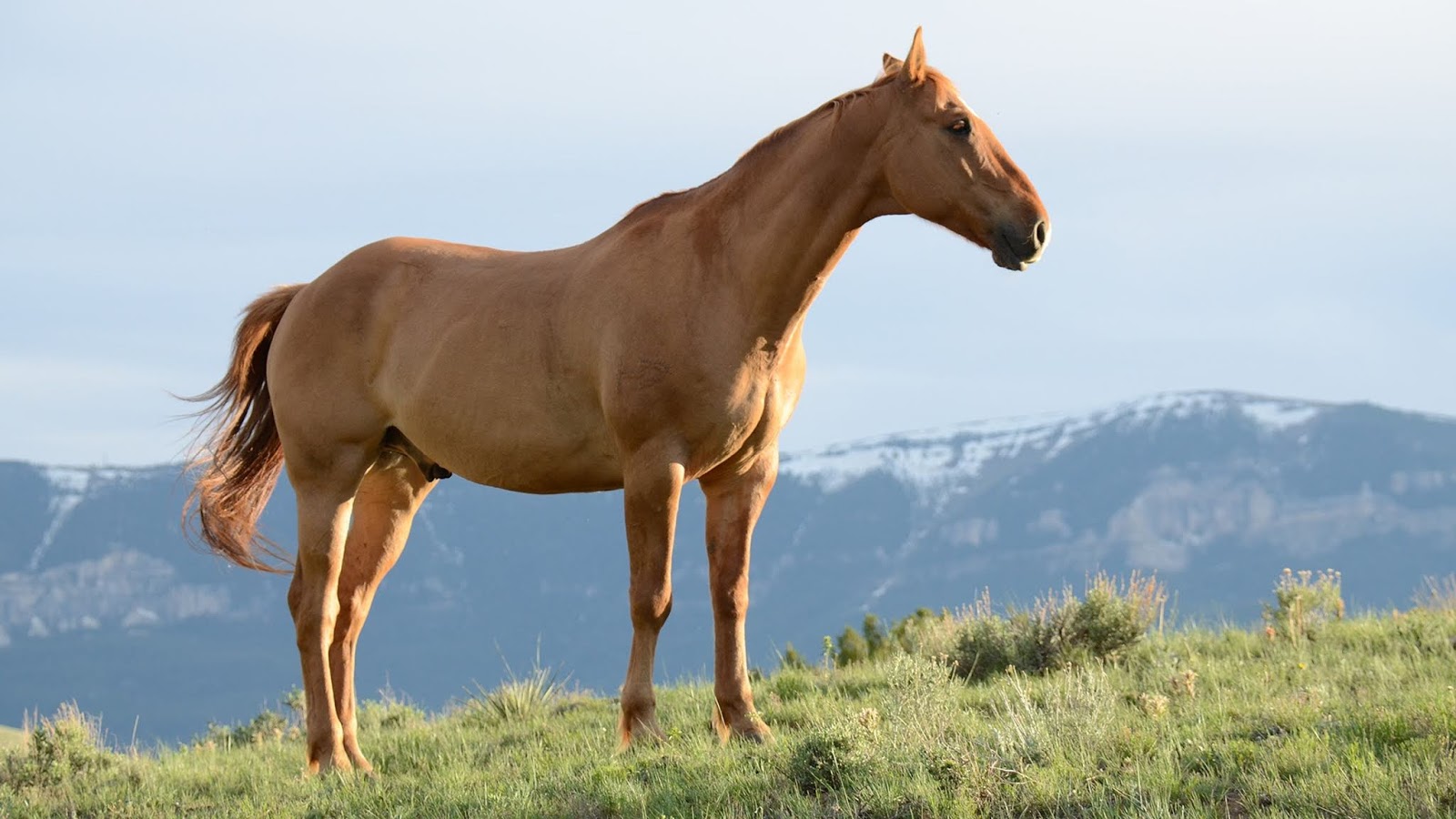 How Do Horses Communicate? - equestrian knowledge