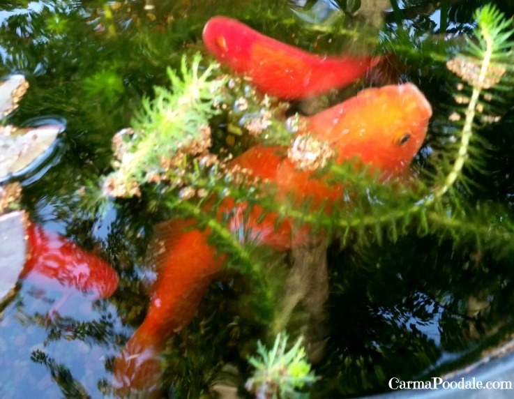 Goldfish Breeding Pond