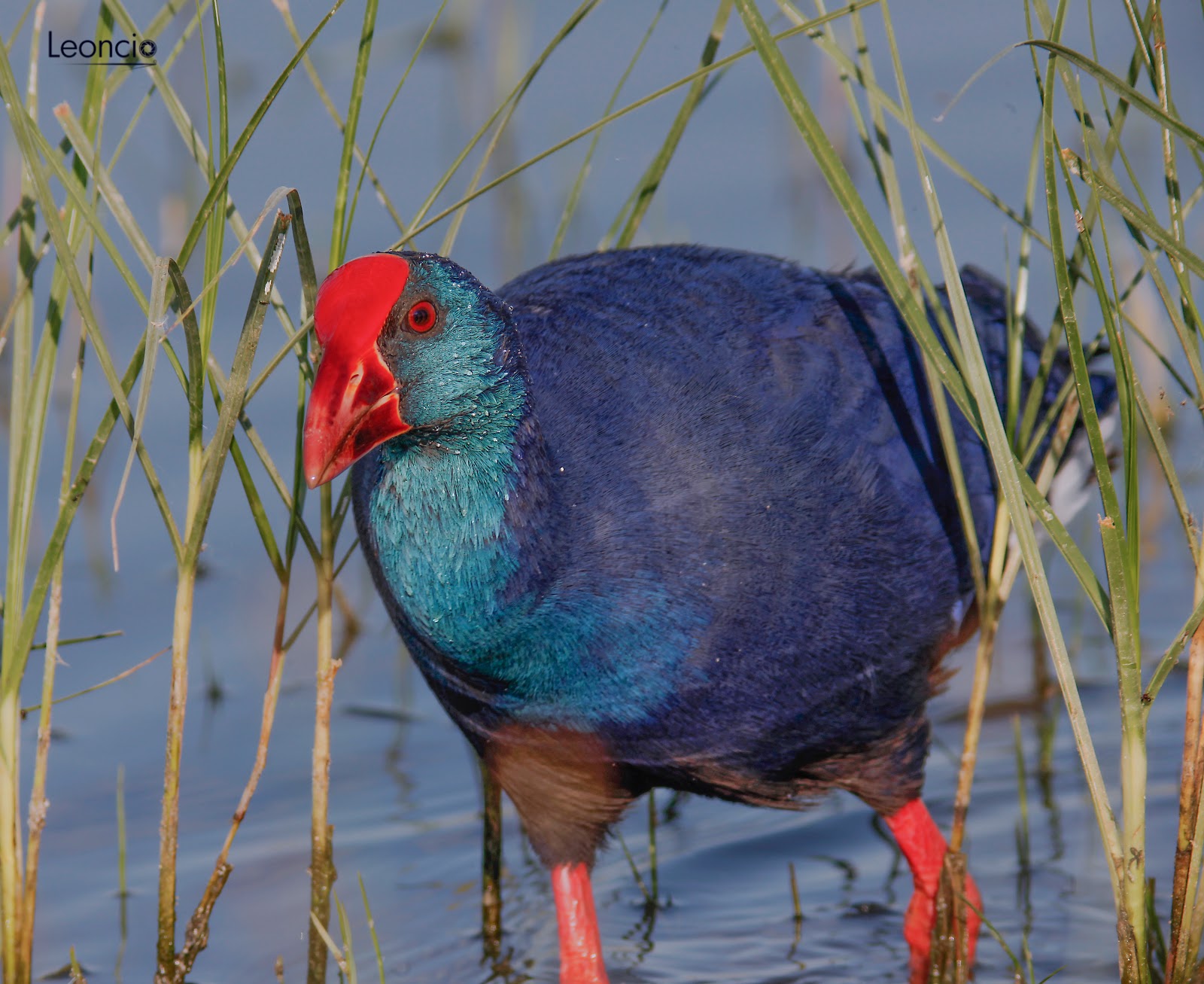 FOTOGRAFÍA Y NATURALEZA EN ANDALUCÍA: DIGISCOPING-CALAMÓN COMÚN ...