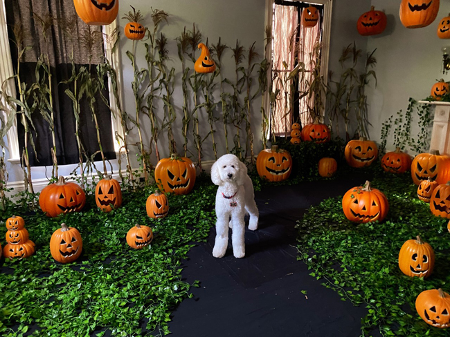 MARTHA MOMENTS: Purely Salem, Purely Halloween