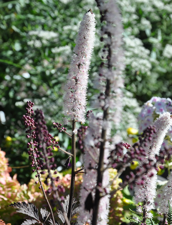 Three Dogs in a Garden: A Fragrant Fall Beauty for Part-Shade/Shade