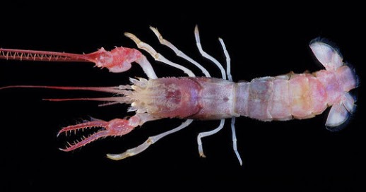 RareAquaticAnimals: Terrible Claw Lobster