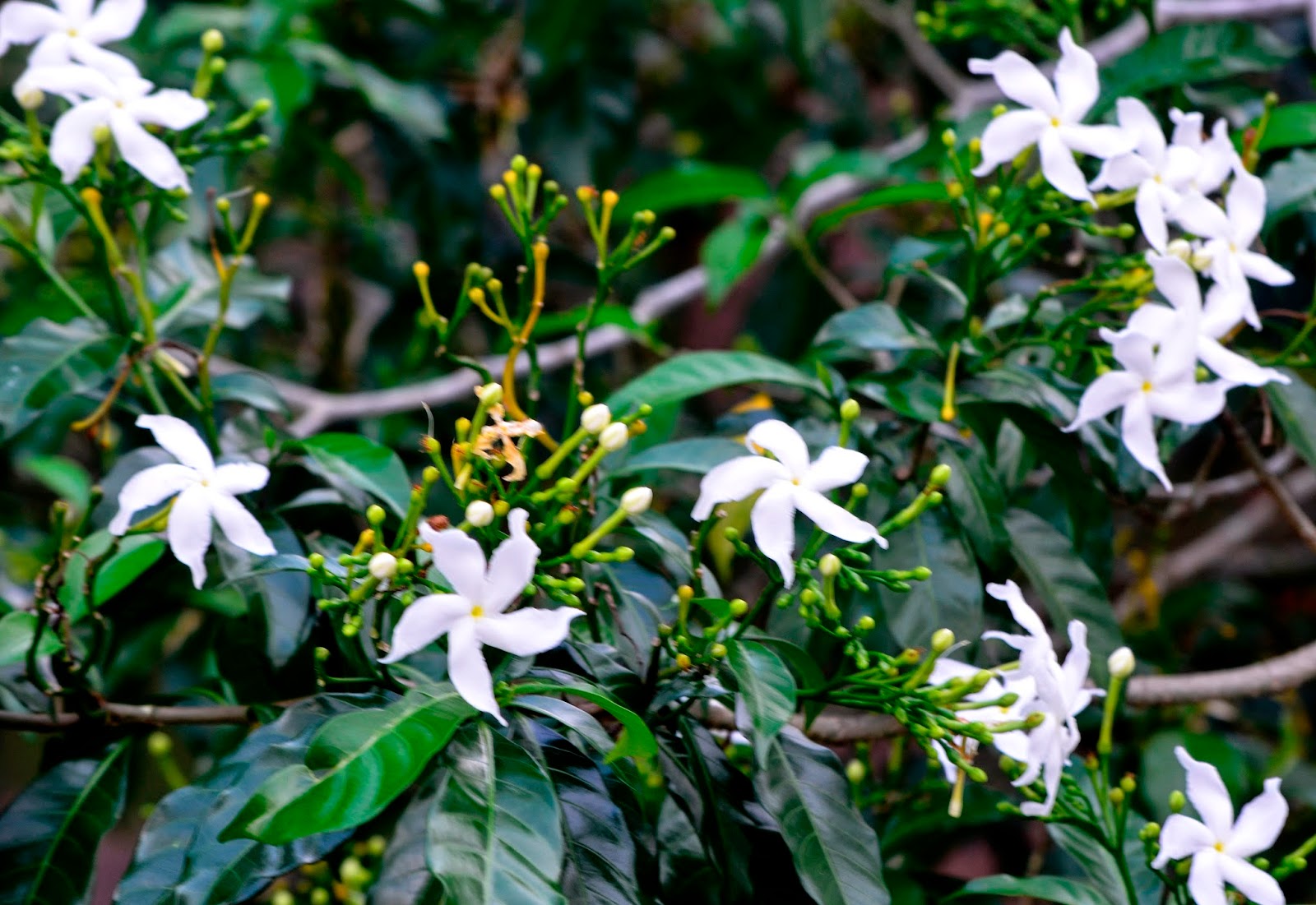 Laman Kambatik Plants list (3rd ed.): Pinwheel flower - Tabernaemontana ...