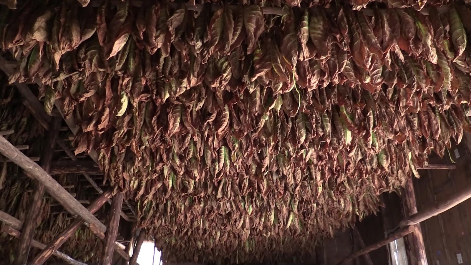 Tobacconist University: CIGARS 101.6: Air-Curing, Fermentation ...