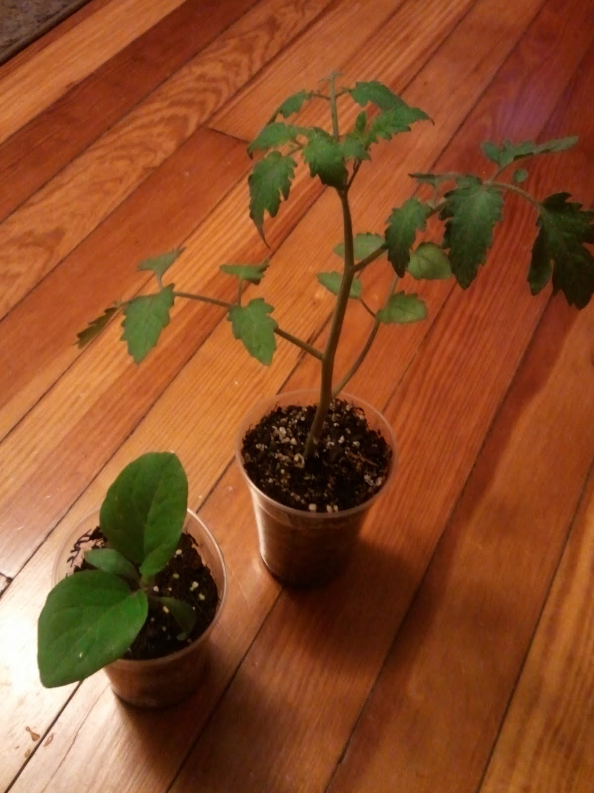 gardening in the boroughs of nyc: A Plant Exchange Does Happen in NYC
