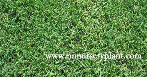 N. N. Enterprise: Selection No. 1 Grass