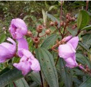 Anim Agro Technology: POKOK SENDUDUK - LIAR DAN DITANAM