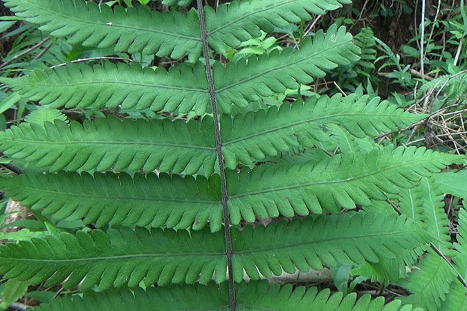 Soft fern (Christella dentata)