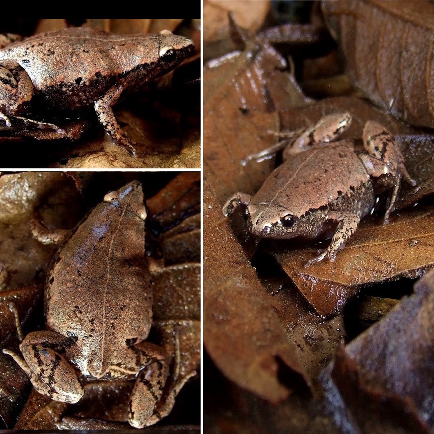 Species New To Science Herpetology 2020 Elachistocleis Araios species-new-to-science-herpetology-2020-elachistocleis-araios