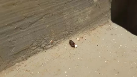 Alasan Tahi Cicak Warnanya Hitam Dan Putih ~ Madjongke