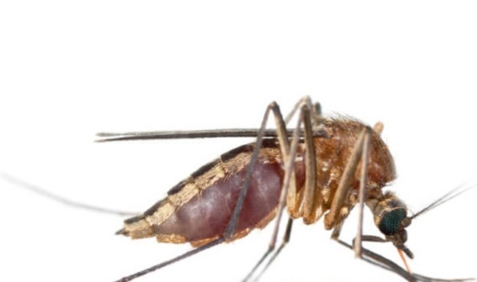 Hematophagia - Definisi, Konsep dan Apa itu - DWI PURWANTO