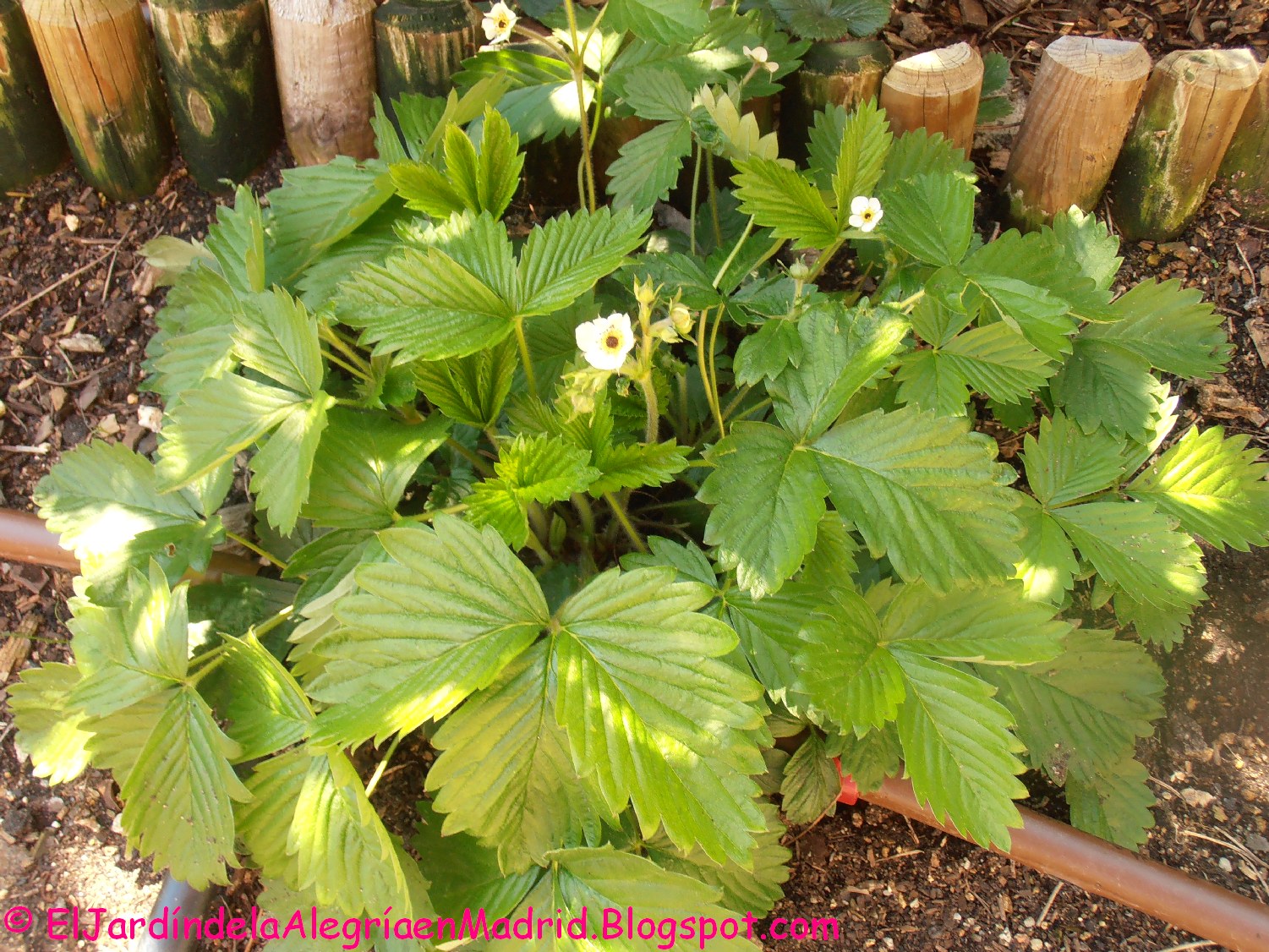 El jardín de la alegría : El presagio de un dulce bocado: Fresas del ...