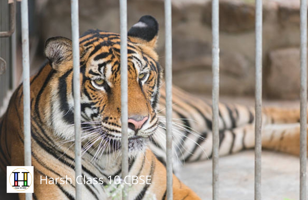 A Tiger In The Zoo Class 10 English First Flight Poem Explanation a-tiger-in-the-zoo-class-10-english-first-flight-poem-explanation