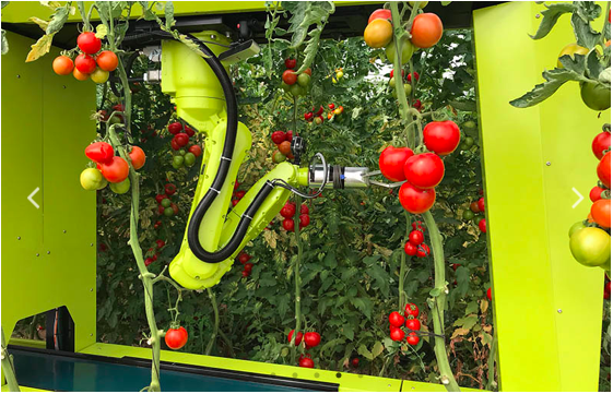 Israel MetoMotion : Robot Pertanian Berbasis AI Pemanen Otomatis Tomat ...