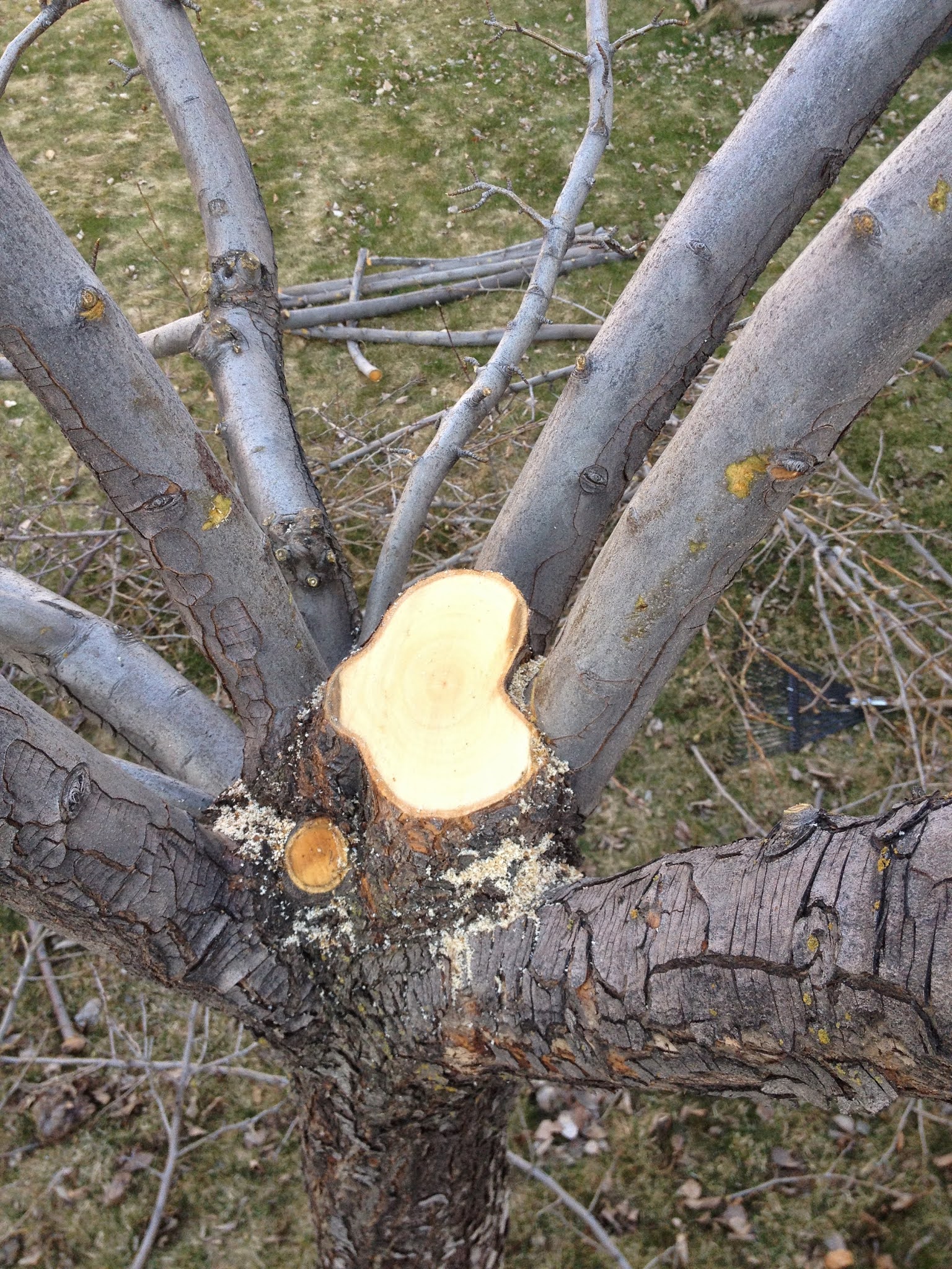 Fruit Tree Pruning at Its Best: What is a Leader?