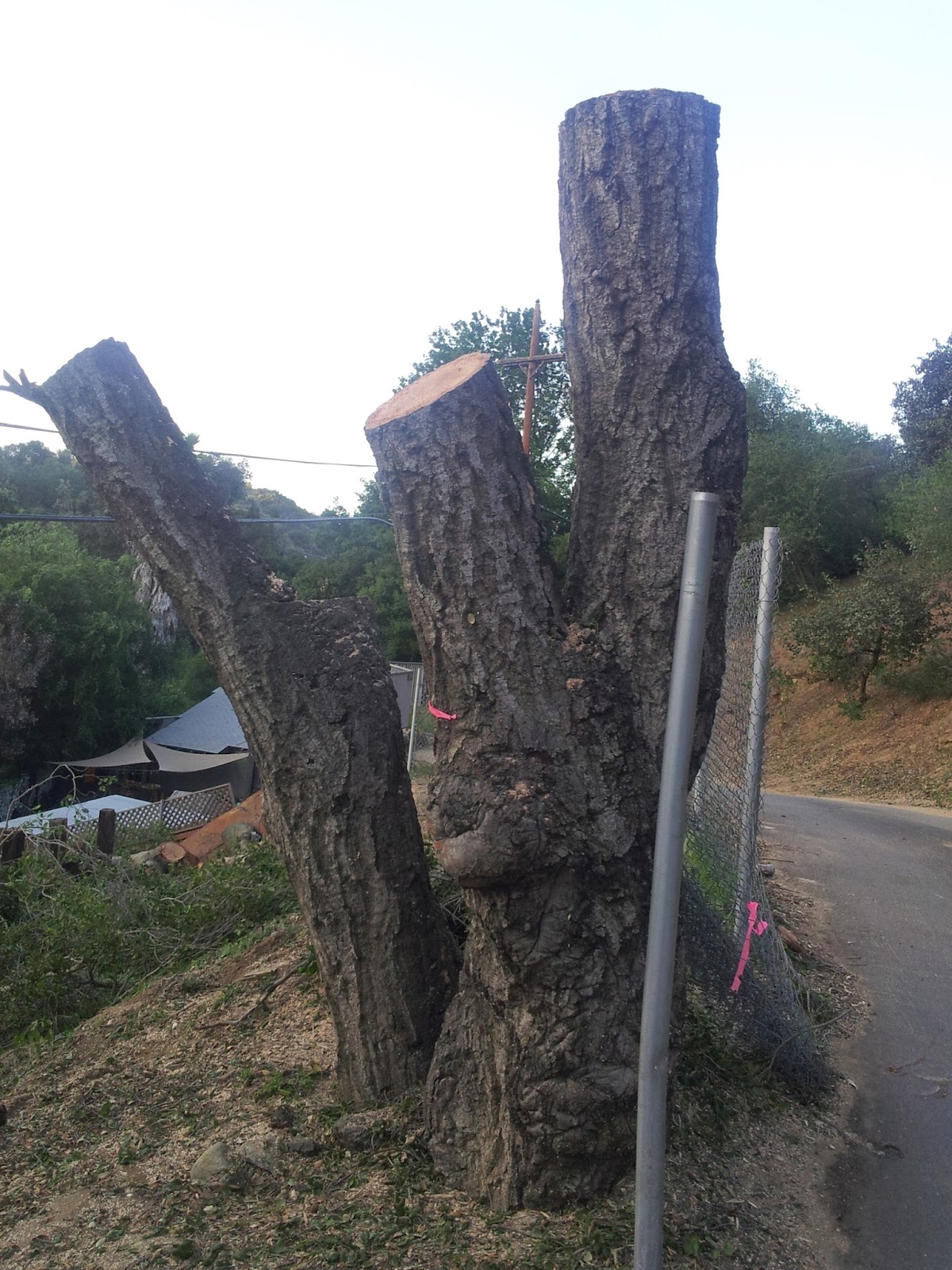 Carbon Canyon Chronicle: Sleepy Hollow Tree Removal Not Oak-ay?