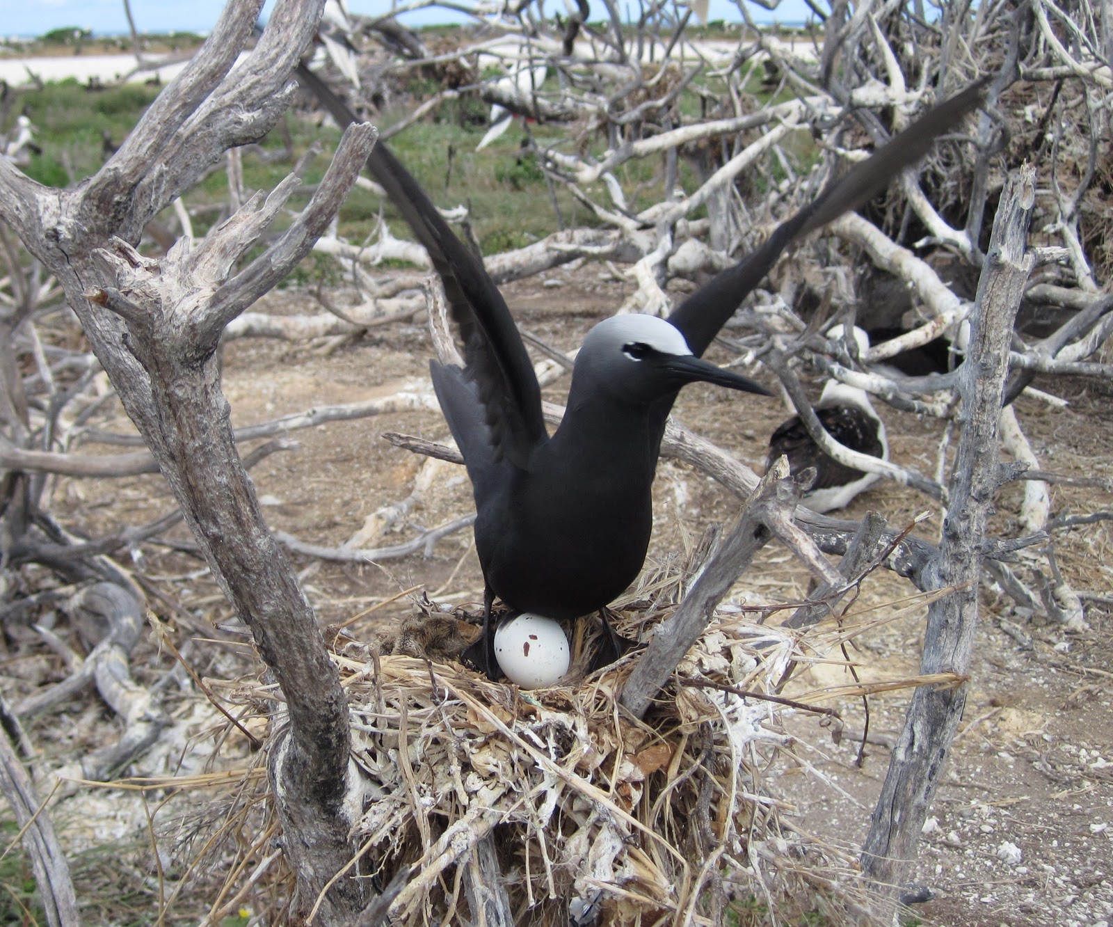 French Frigate Shoals (Kānemilohaʻi):Tern Island Blog: New Bird Videos ...