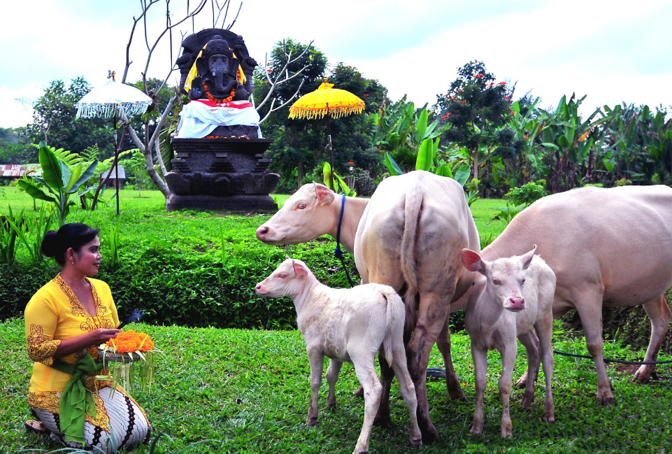 Lembu Putih Gianyar – Wisata Langka
