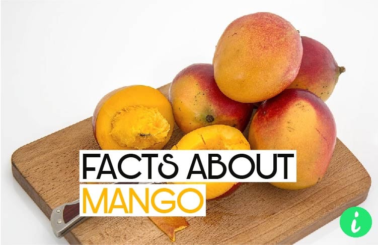 Mango Facts: 10 Fun Facts About Mangoes - InfoHifi