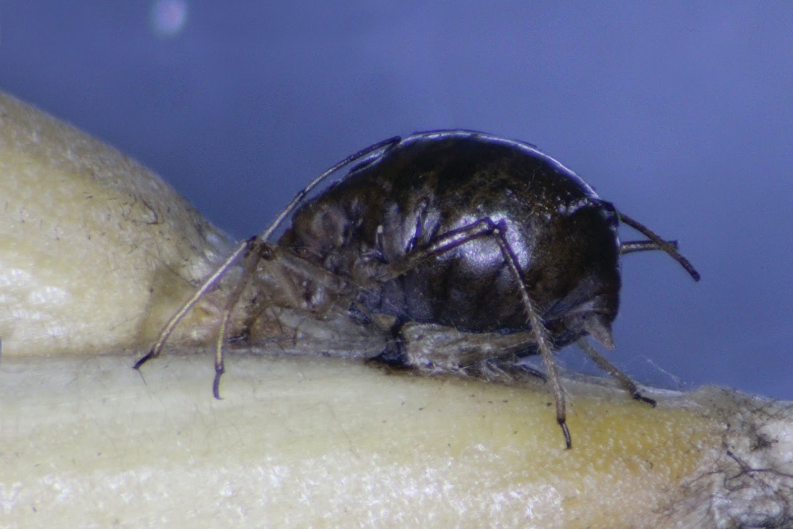 Prairie Pest Monitoring Network Blog: Insect of the Week (July 03, 2017 ...