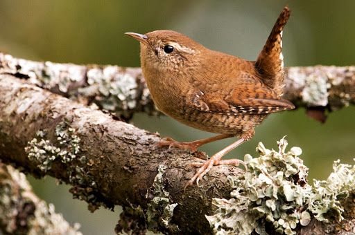 🌐 ȘTIRI-CĂLĂTOR PRIN LUMEA PLANETEI ALBASTRE: CELE MAI MICI PĂSĂRI DIN ...